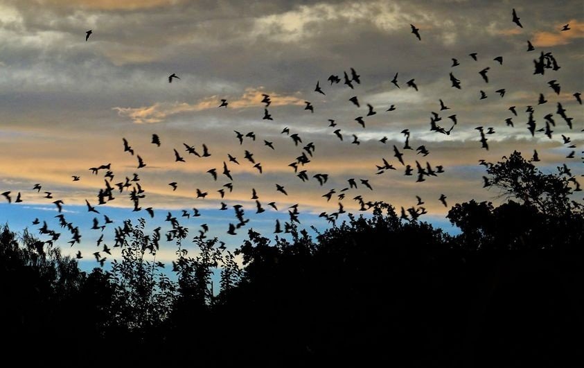 International Bat Appreciation Week - October 26, 2021